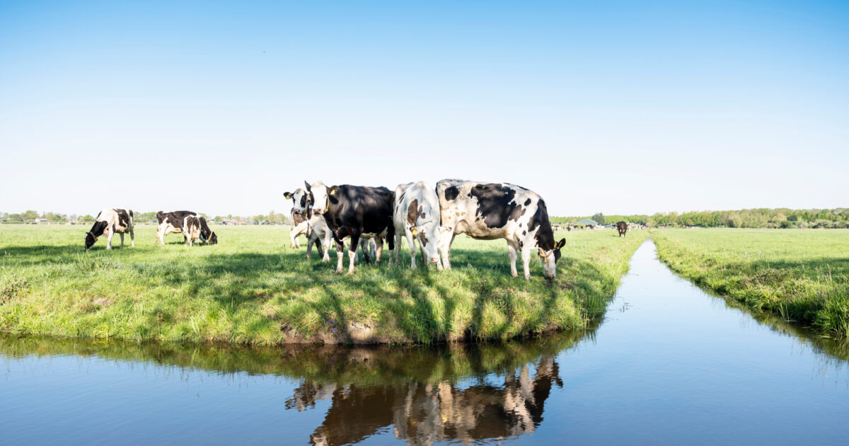 Sustainability in Dairy Production | Interfood